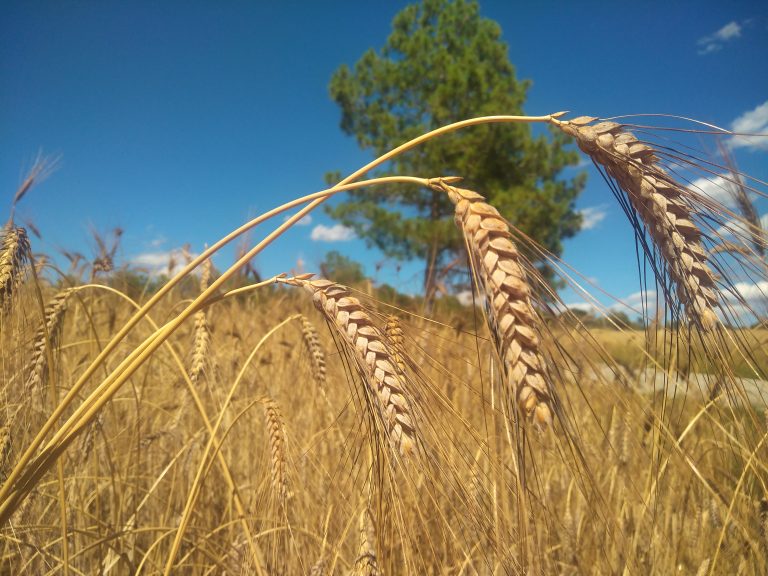 Descobriu les característiques del blat forment al Mas Terricabras d'Oristà